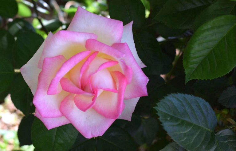 超準!!這三大星座容易跟前任藕斷絲連 - agonew