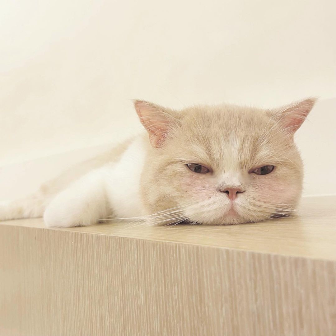 閻王爺的暗示？家中若出現這3種動物要小心！暗示有人陽壽將盡！ - agonew