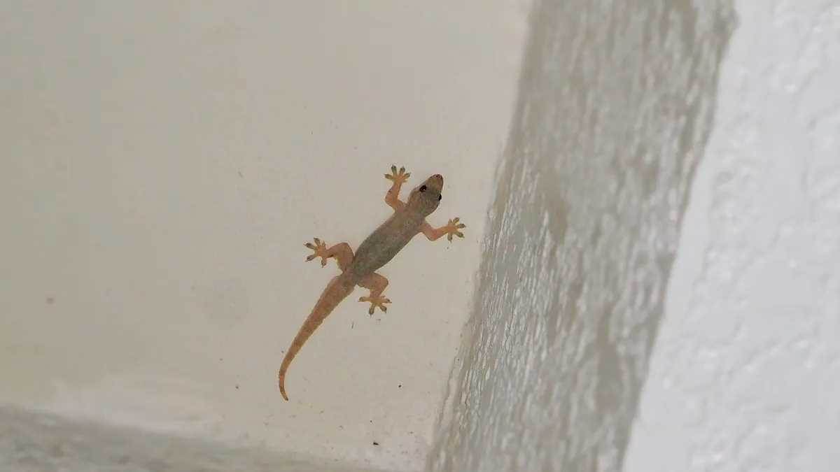 風水大師提醒：壁虎不進旺宅？當壁虎進屋後，這兩件事要留意！ - agonew